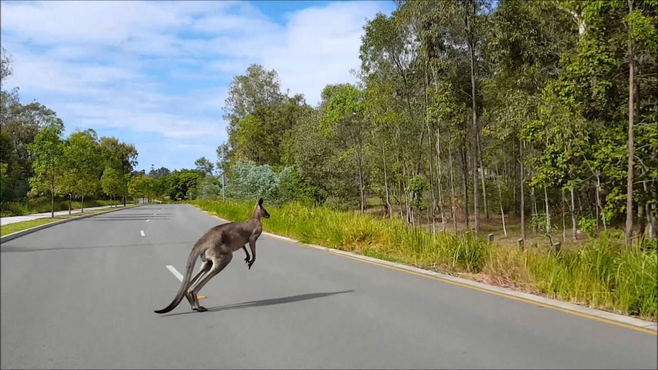 Kangaroo crosses road at wacol - YouTube