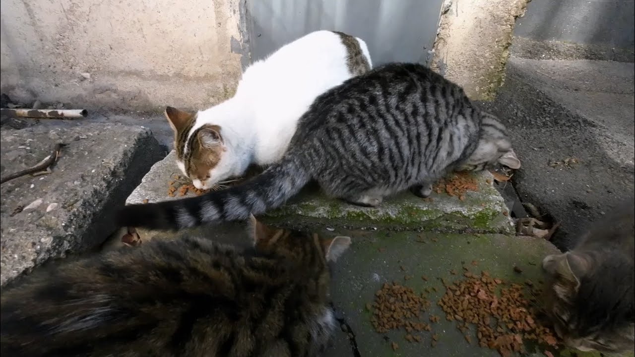 A Group Of Cute Cats Gather For Food - YouTube