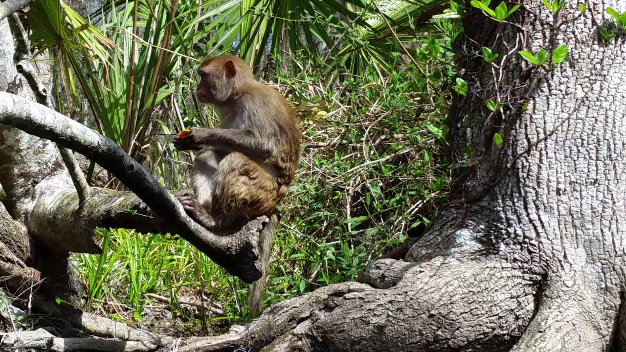 Monkey Tour at Silver Spring - BK Adventures - YouTube