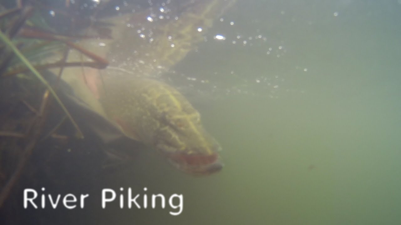 Pike Fishing on the River Test : Bates Fishing - YouTube
