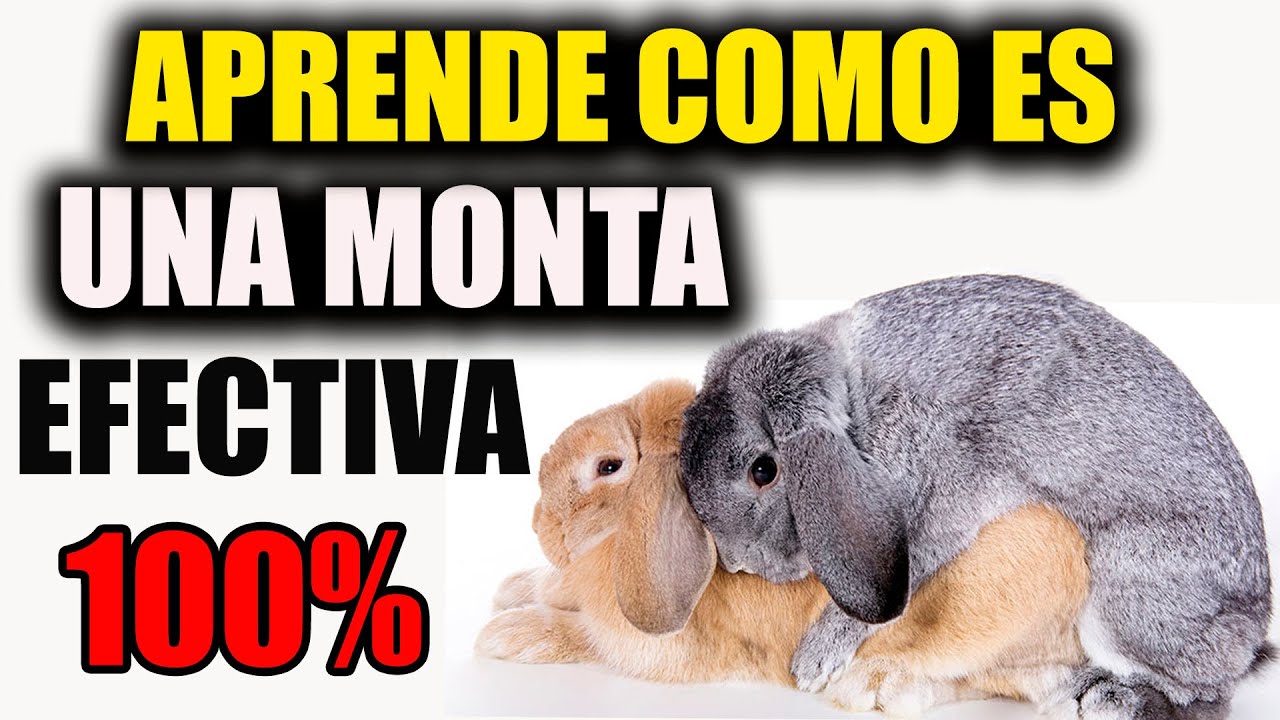 COMO Se Aparean Los CONEJOS : Como Se REPRODUCEN. Monta EFECTIVA ...