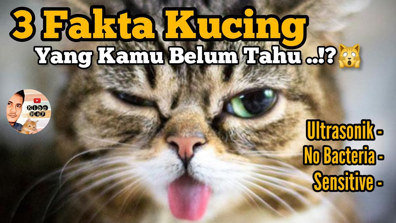 Ada 3 Fakta Keunikan Kucing, Informasi Ini Jarang Diketahui Pecinta ...