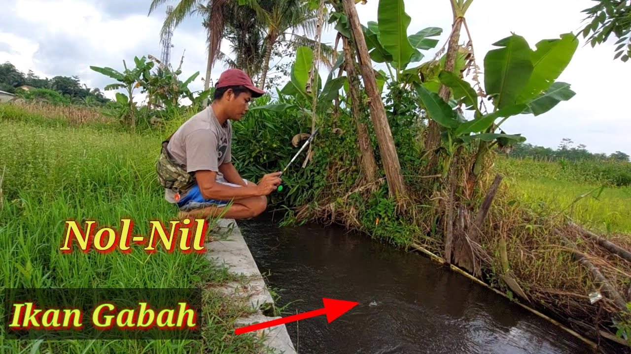Jangan remehkan spot parit kecil ini Ternyata!!Mancing ikan wader di ...