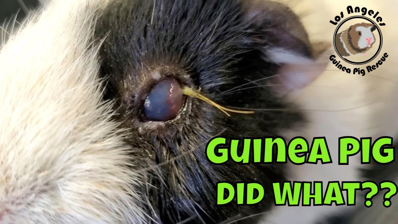 My Guinea Pig Did What???? - YouTube