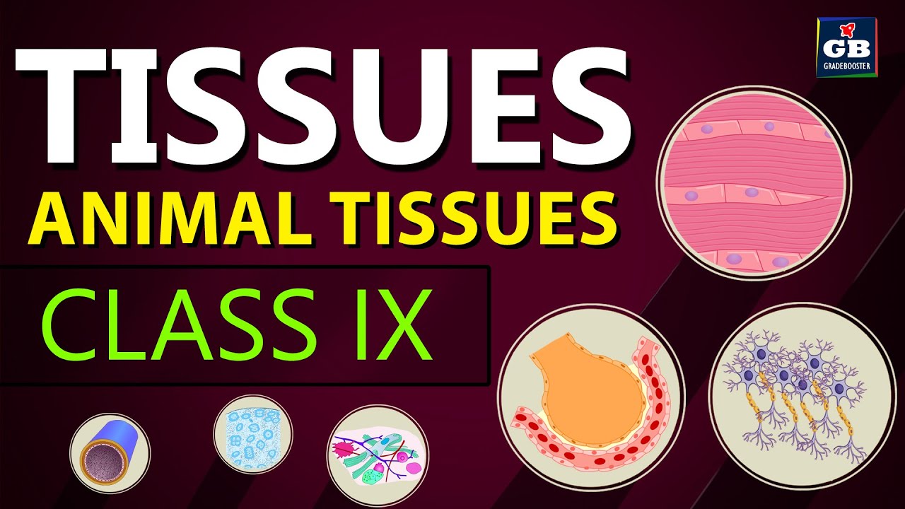 #Animal TISSUES | TISSUES chapter |Class 9th biology | Ncert class 9 ...
