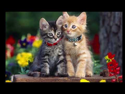 💞Cute cat🥰So cute🥰Cute cat WhatsApp status💞Love song status💞anishaani_editzzz2 #cat