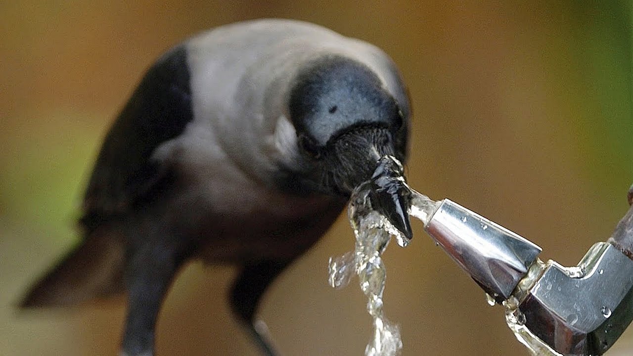 10 Animales Más Inteligentes - YouTube