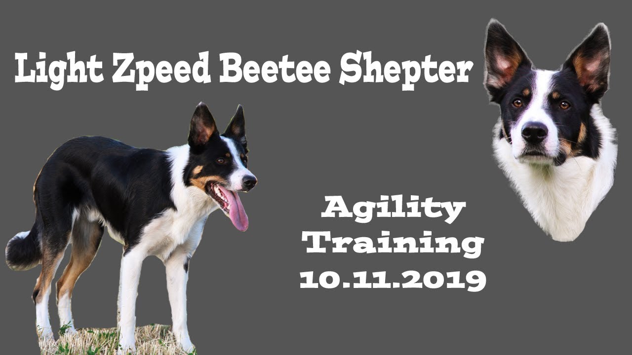 Beetee Agility 10 11 2019 - YouTube