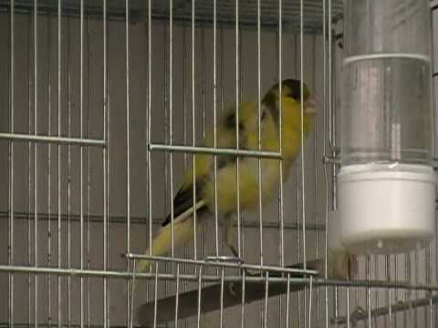Dutch Frill Canary - YouTube
