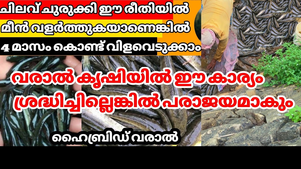 വരാൽ കൃഷിയിൽ ചില കാര്യങ്ങൾ ശ്രദ്ധിച്ചില്ലെങ്കിൽ പരാജയം ഉറപ്പ്|varal ...