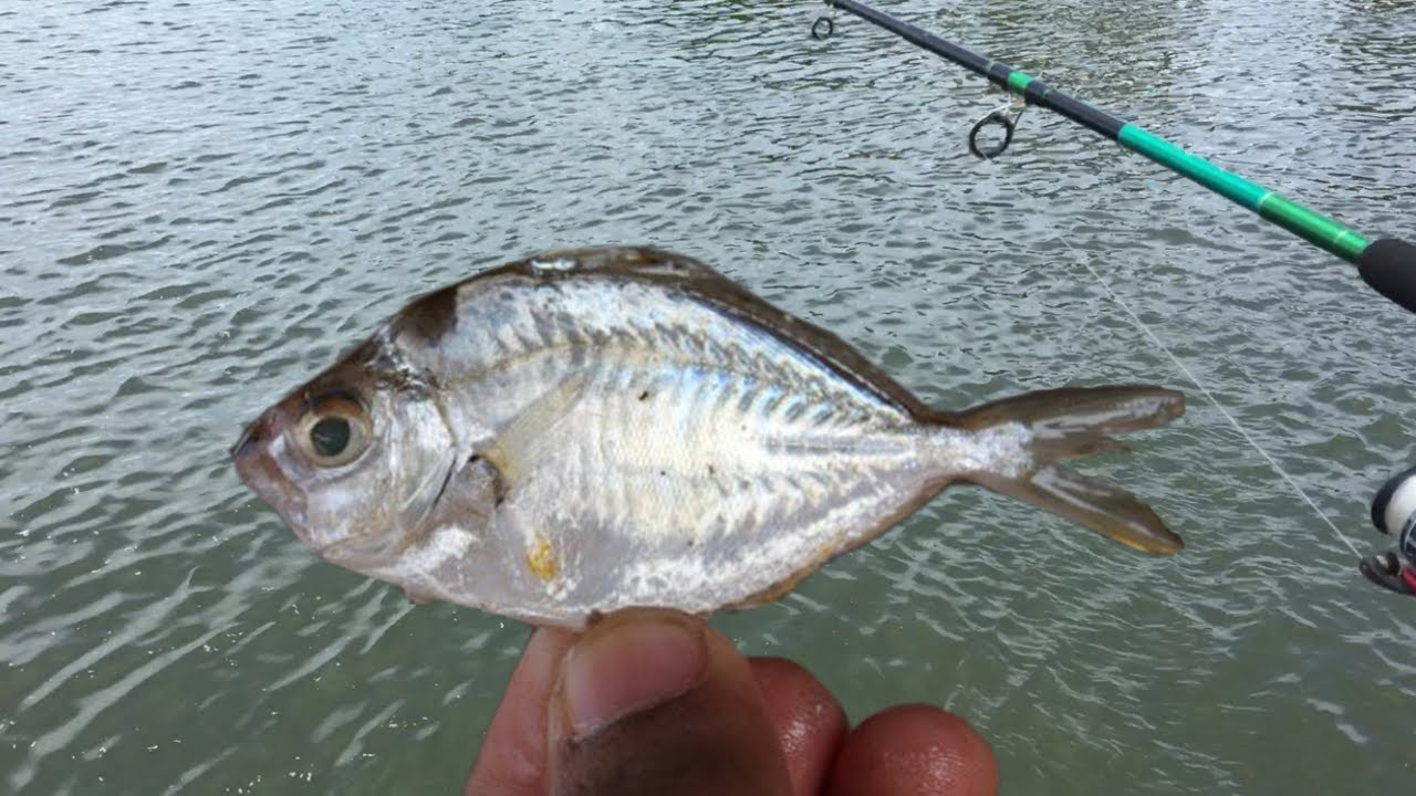 9x5x1.5 cm Pony Fish catch - YouTube
