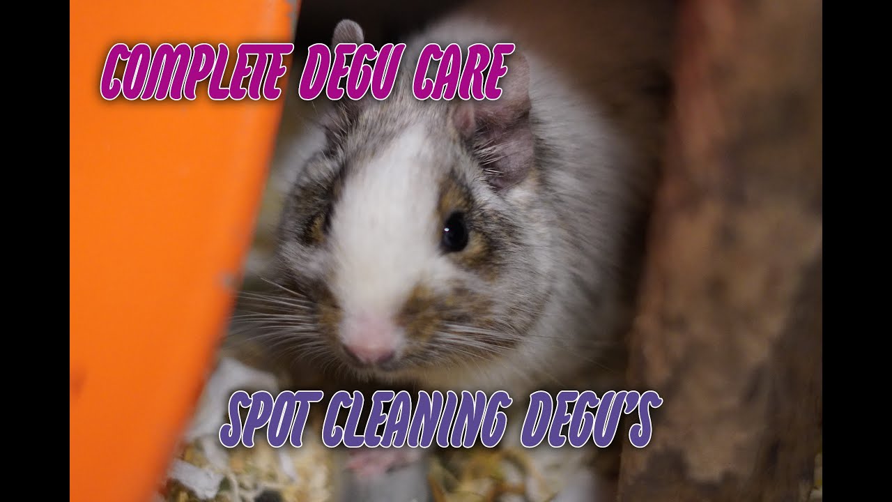 Degu Cage Spot Cleaning - YouTube