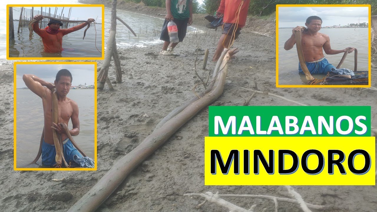 MALABANOS (EEL) HOW TO CATCH / CATCH AND COOK - YouTube