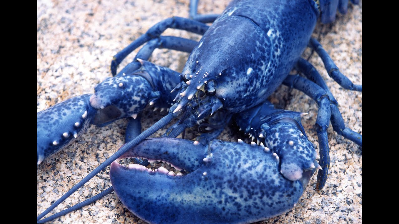 "Fascinating and Creepy Sealife" "Exploring Deep Sea Creatures ...