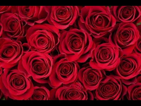 Rajanish Reddy with Rajani - YouTube