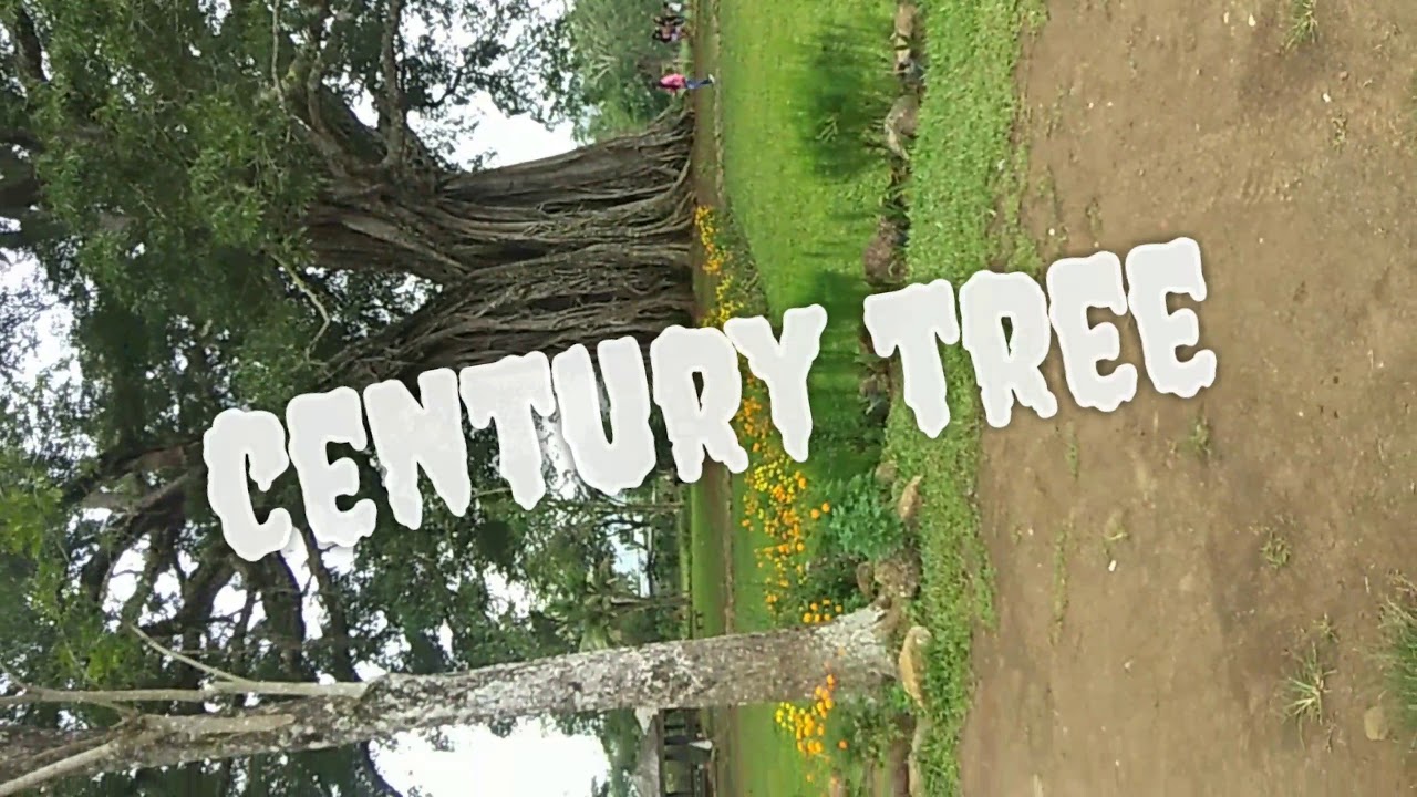 Century tree sa canlaon city Negros oriental - YouTube