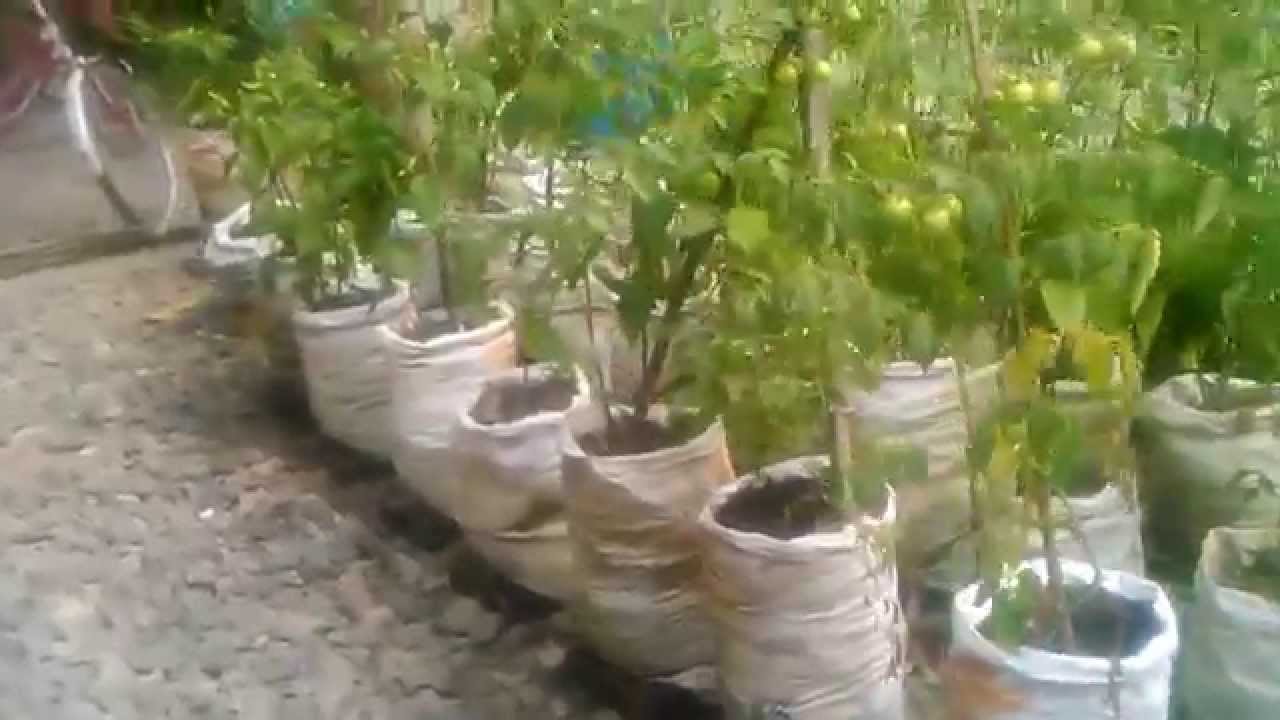 Panen budidaya cabe dalam karung 3 - YouTube