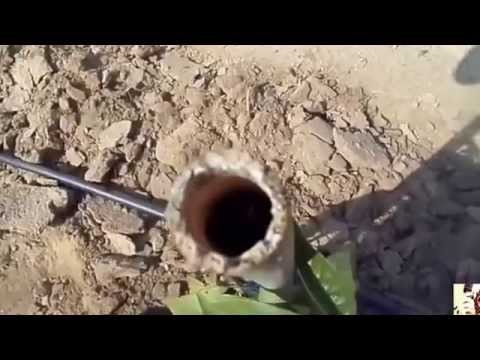 Siyah Eşek Arısıyla Kavga Eden Adam