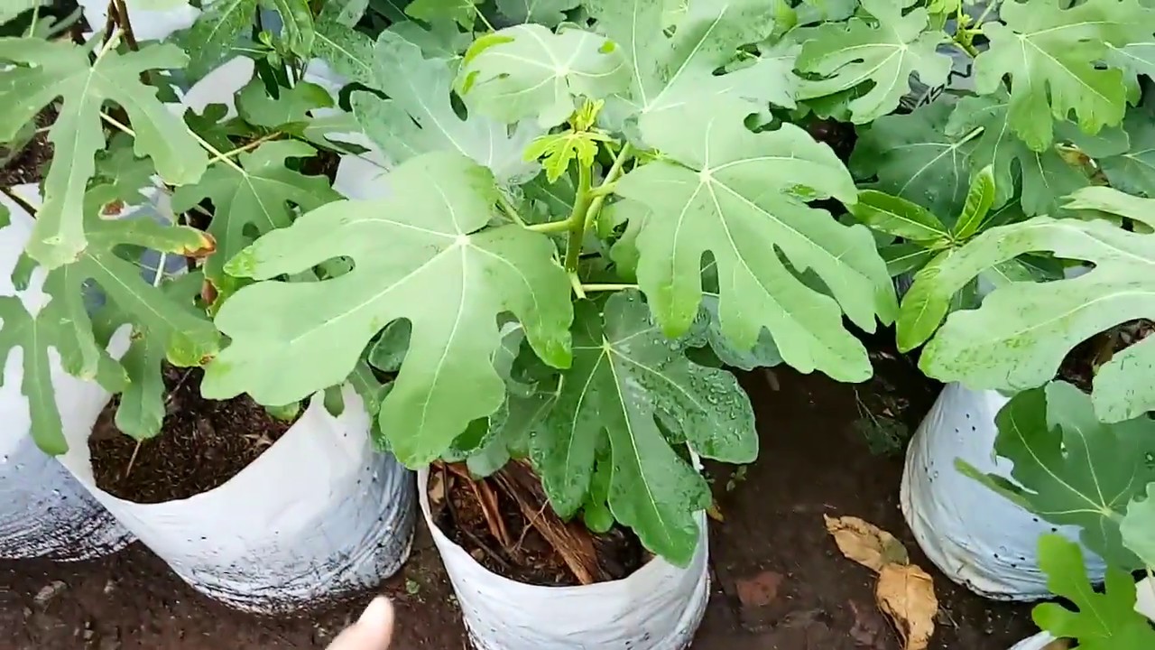 Budidaya pohon tin dikebun sempit - YouTube