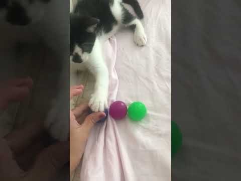 Pikacu ne işler karıştırıyo part 1🥳