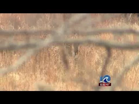 Human skeleton remains found in Virginia Beach - YouTube