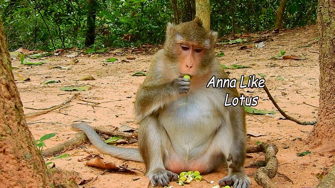 Thank With Feed Mummy Anna A Lotus - YouTube