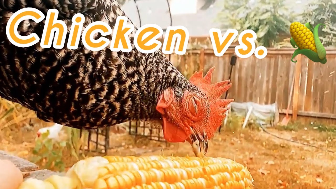 Chicken VS. Corn Cob🌽🐓💕 - YouTube