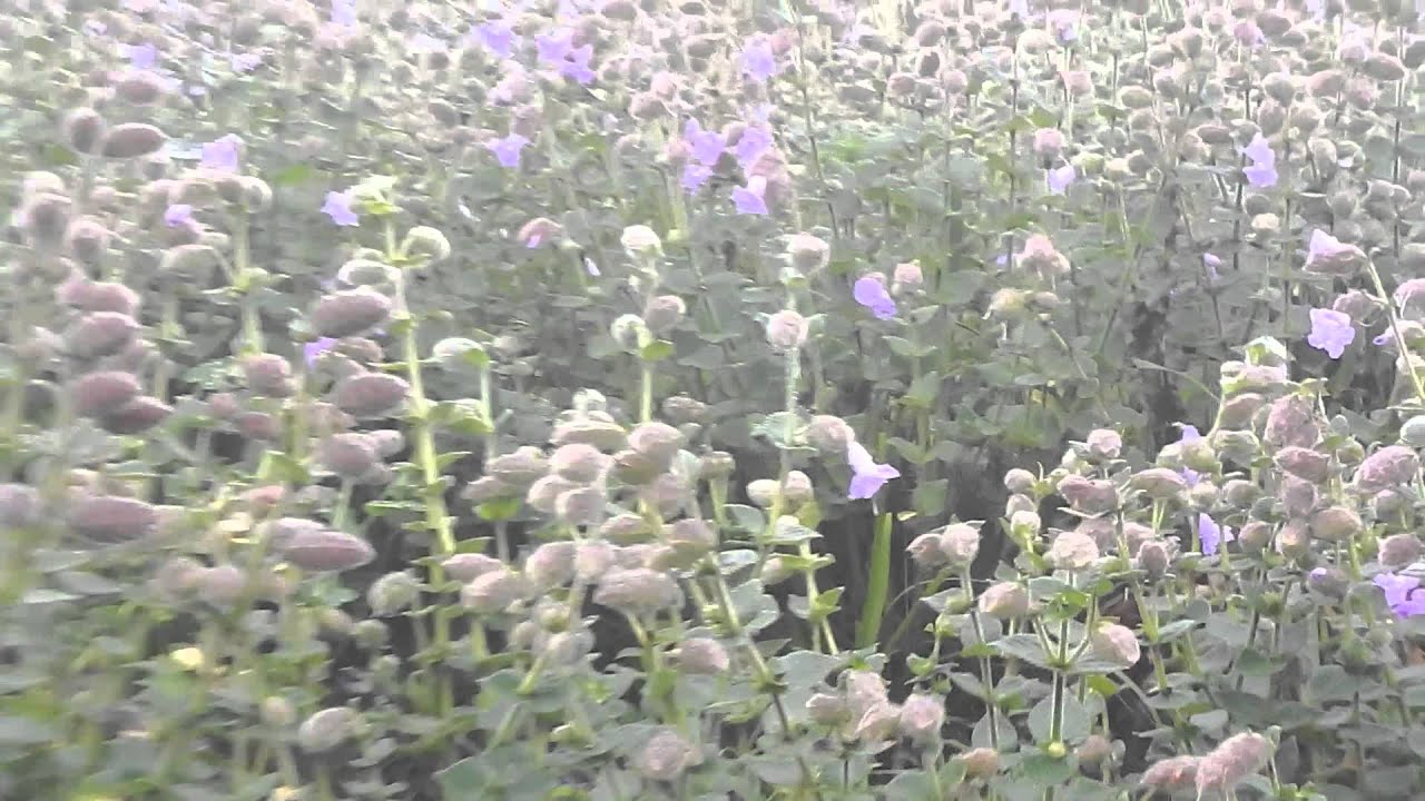 kurinji bloom in 2014,karnataka,India - YouTube