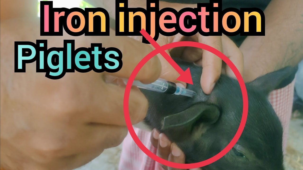 Iron sorbitol folic acid & vitamin B12 Injection // #Piglets_iron ...