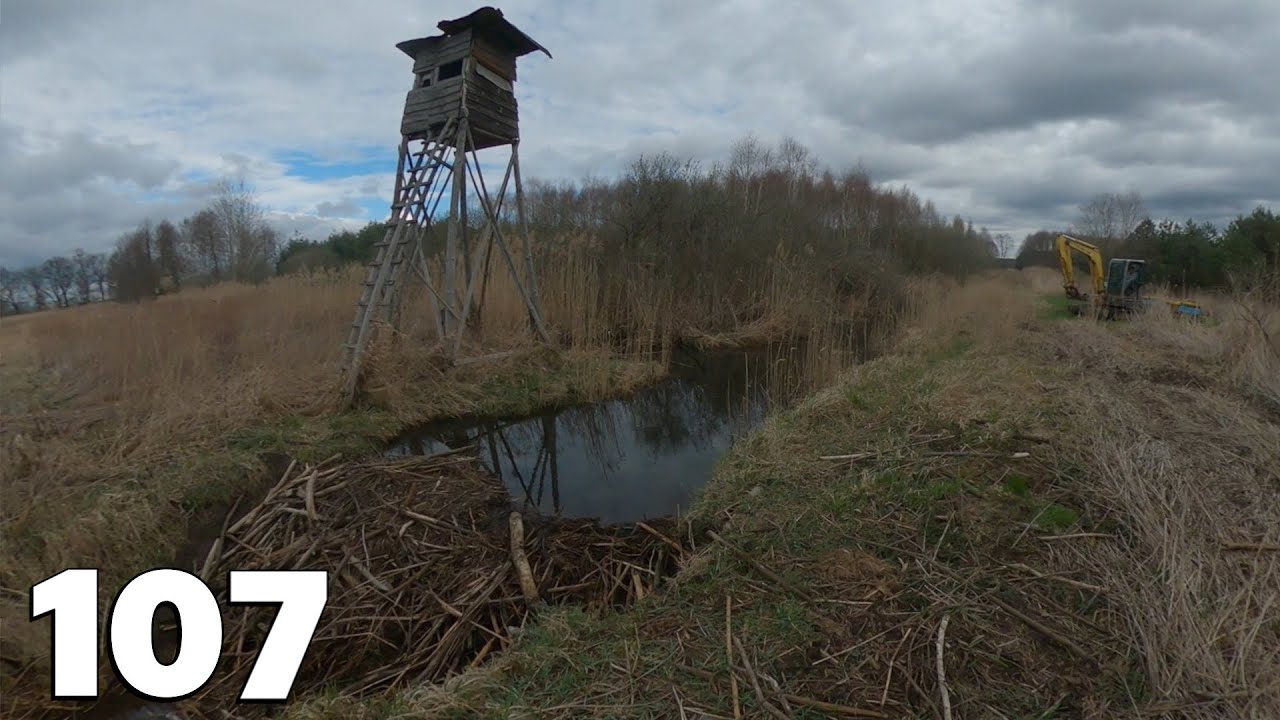 Beaver Dam Near Hunting Pulpit - Beaver Dam Removal With Excavator No ...