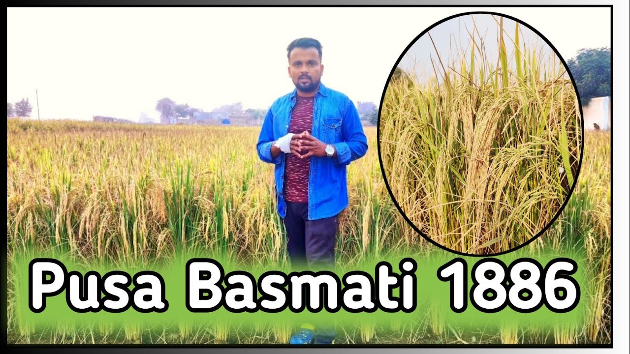 Pusa Basmati 1886 || पूसा बासमती 1886|| 🌾 - YouTube