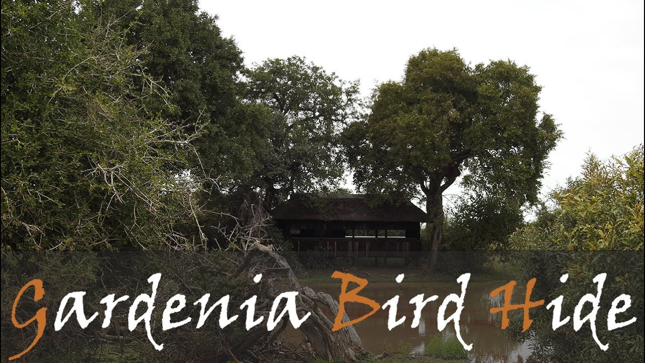 Gardenia Bird Hide Video In The Kruger National Park | Kruger Bird ...