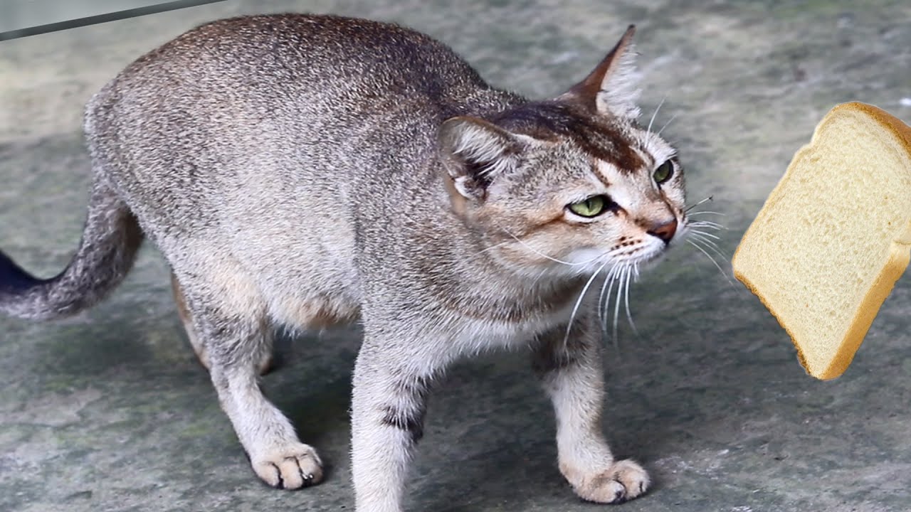 Lazy Cat Eating Bread - YouTube