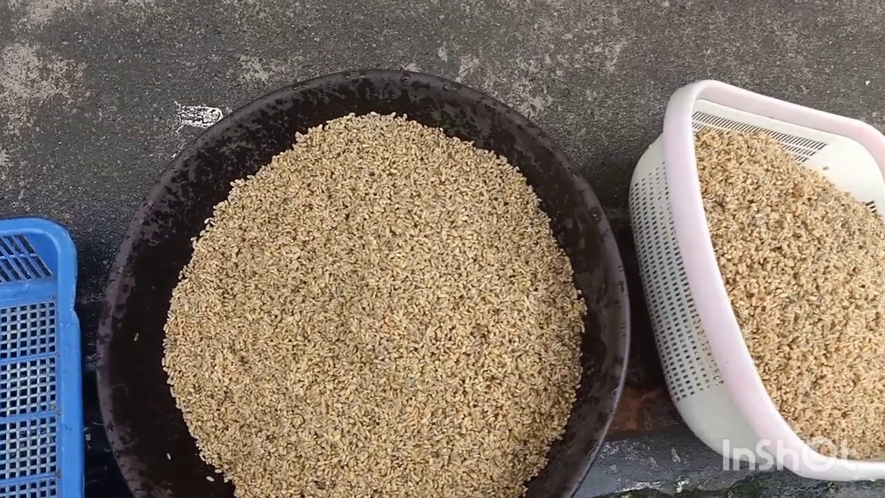 How to make tsampa. /Tibetan YouTube - YouTube