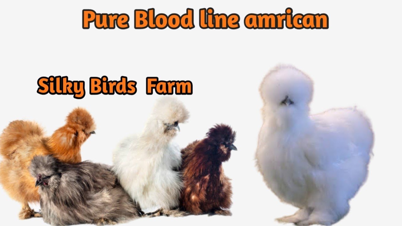 Pure blood line amrican Silky available for sale on Ski Poultry Farm ...
