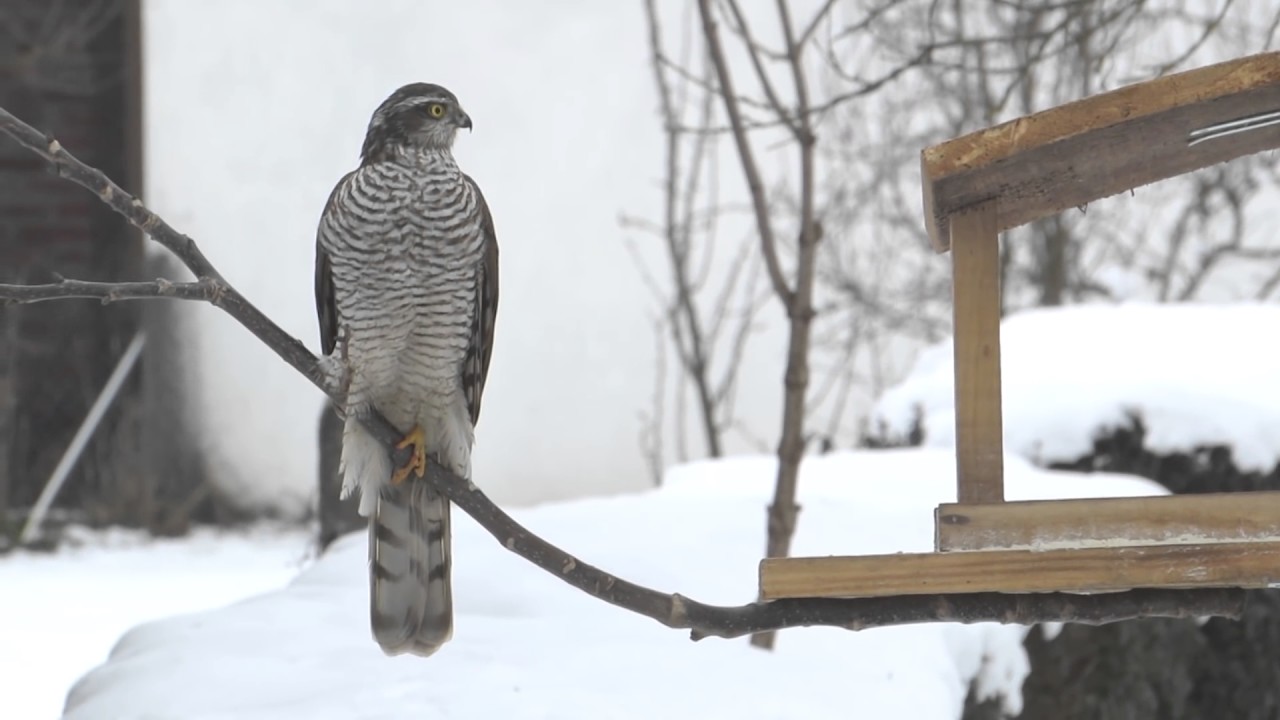 Sparrowhawk hunting at the bird feeder and eating Kobac lov ...