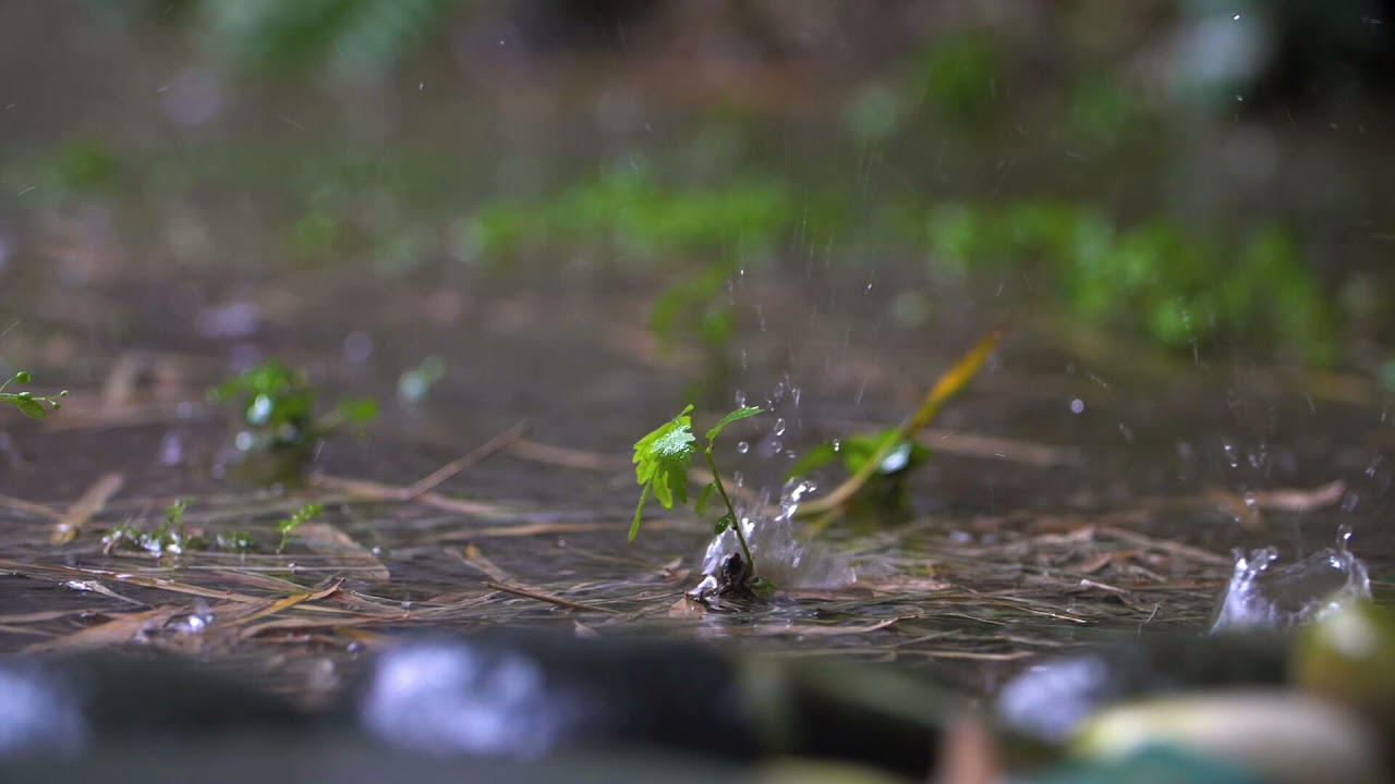 Beautiful Natural scenery in rain. Copyright free video. - YouTube