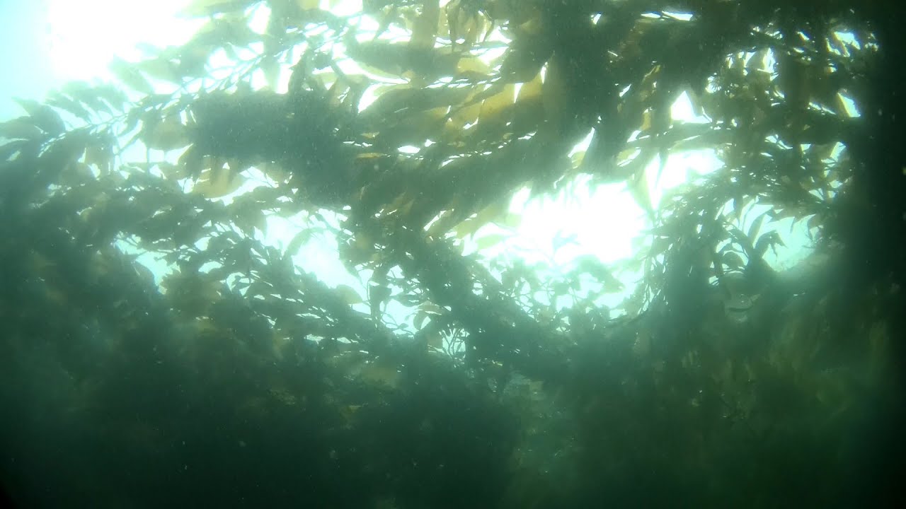 Breakwater dive #581 8-5-16 - YouTube