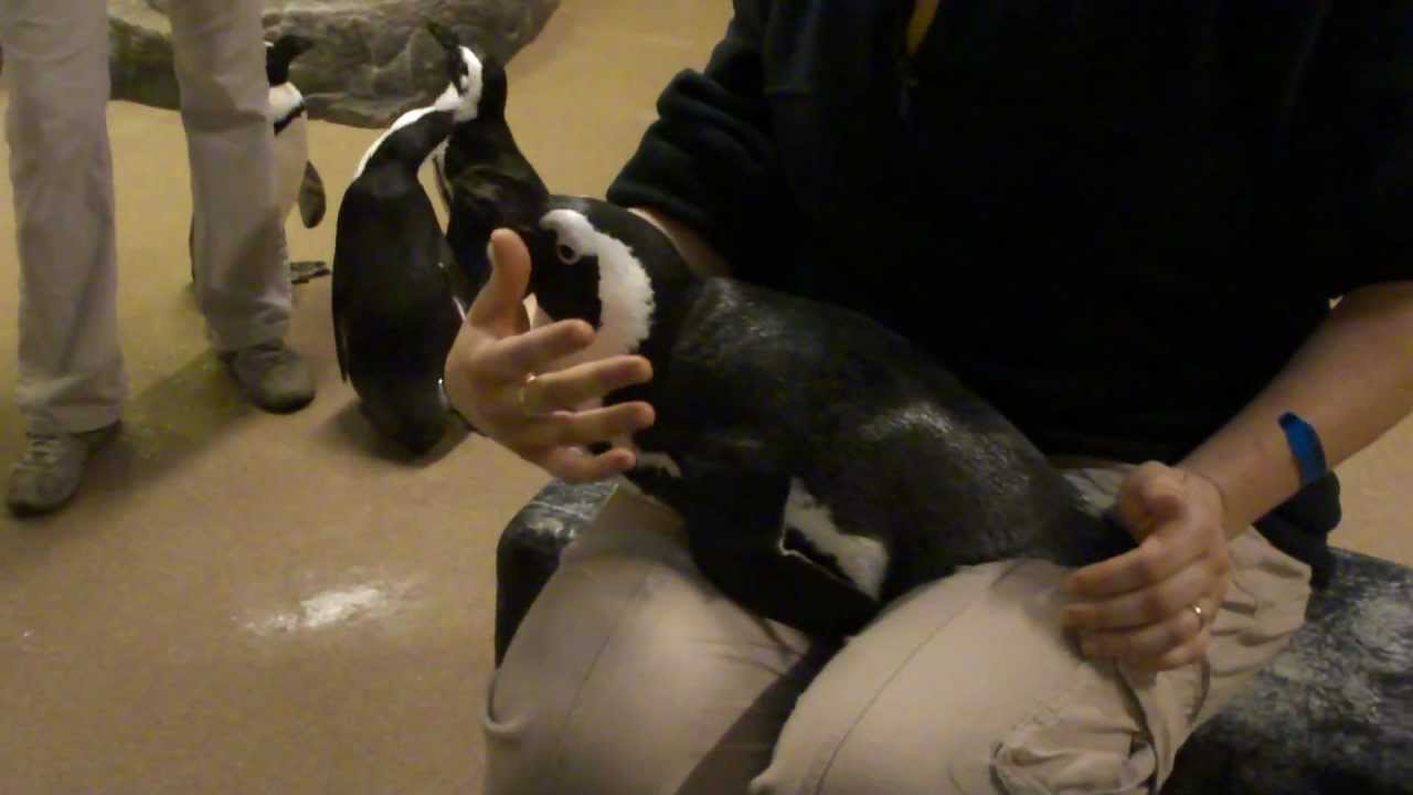 Petting penguins at the Newport aquarium - YouTube