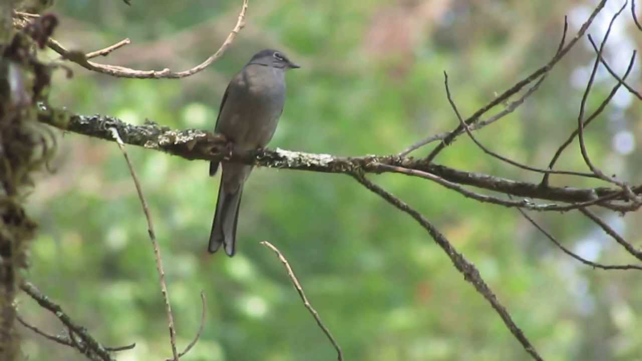 myadestes occidentalis - YouTube