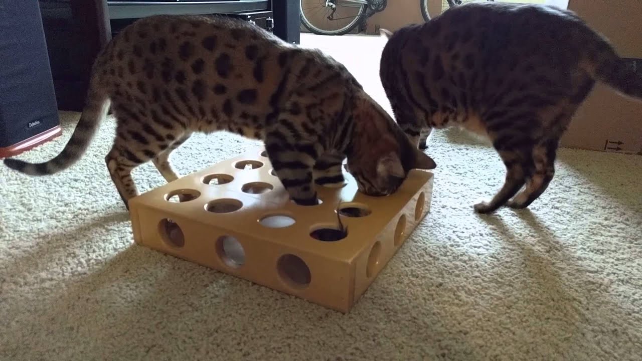 Bengals and Puzzles - YouTube