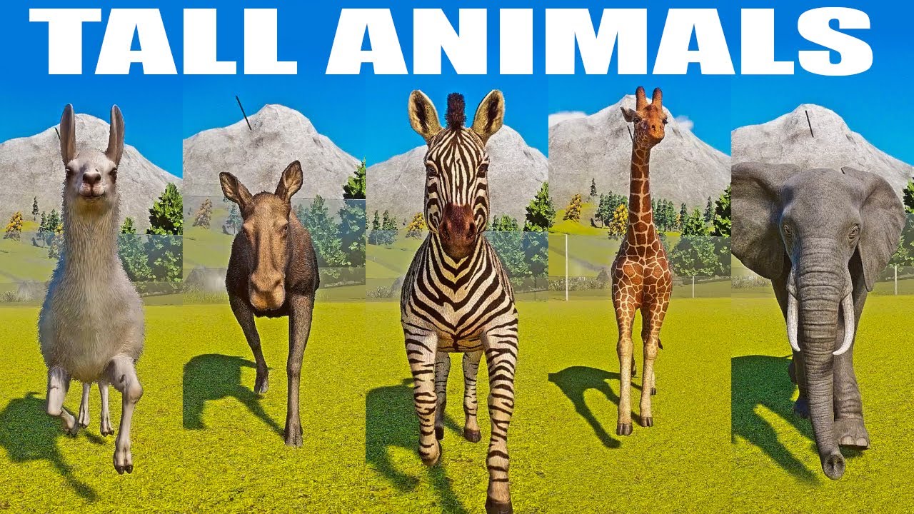 Tall Animals Speed Races in Planet Zoo included Llama, Giraffe ...