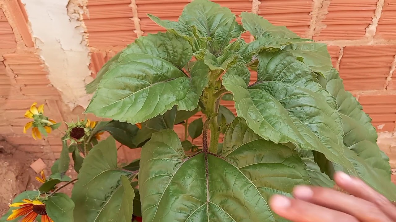 Tatu bolinha - YouTube