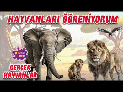 Hayvanları Öğreniyorum | Hayvanları Tanıyalım | Çocuklar İçin | Okul Öncesi Eğitici Video