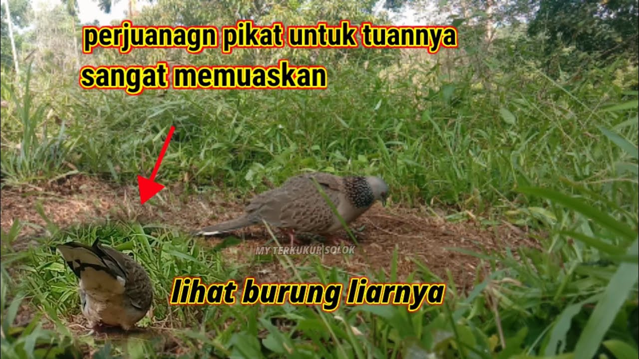 PERJUANGN PIKAT CARA MENURUNKAN BURUNG LIAR SANGAT MEMUASKAN ‼️ - YouTube