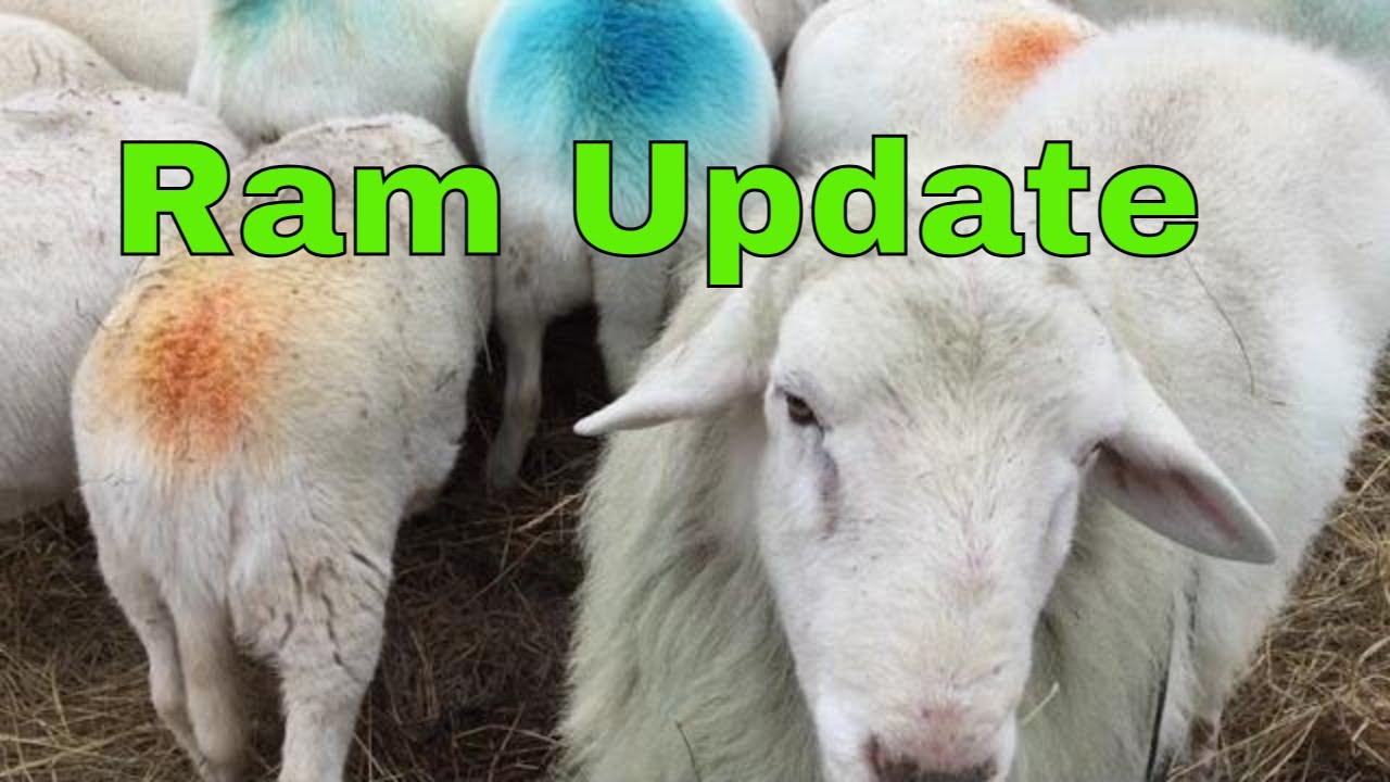 A Day on the Sheep Farm. Plus, updates on the ram situation. - YouTube