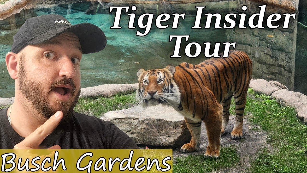 Behind the Scenes: The Tiger Insider Tour at Busch Gardens - YouTube