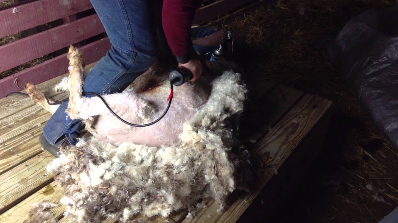 Shearing our Angora Goat Rafeka - YouTube