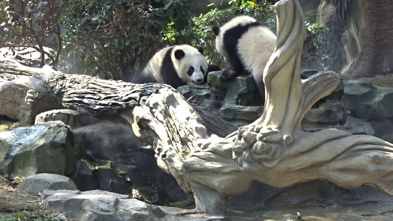 Cute fluffy Baby Pandas play funny - YouTube