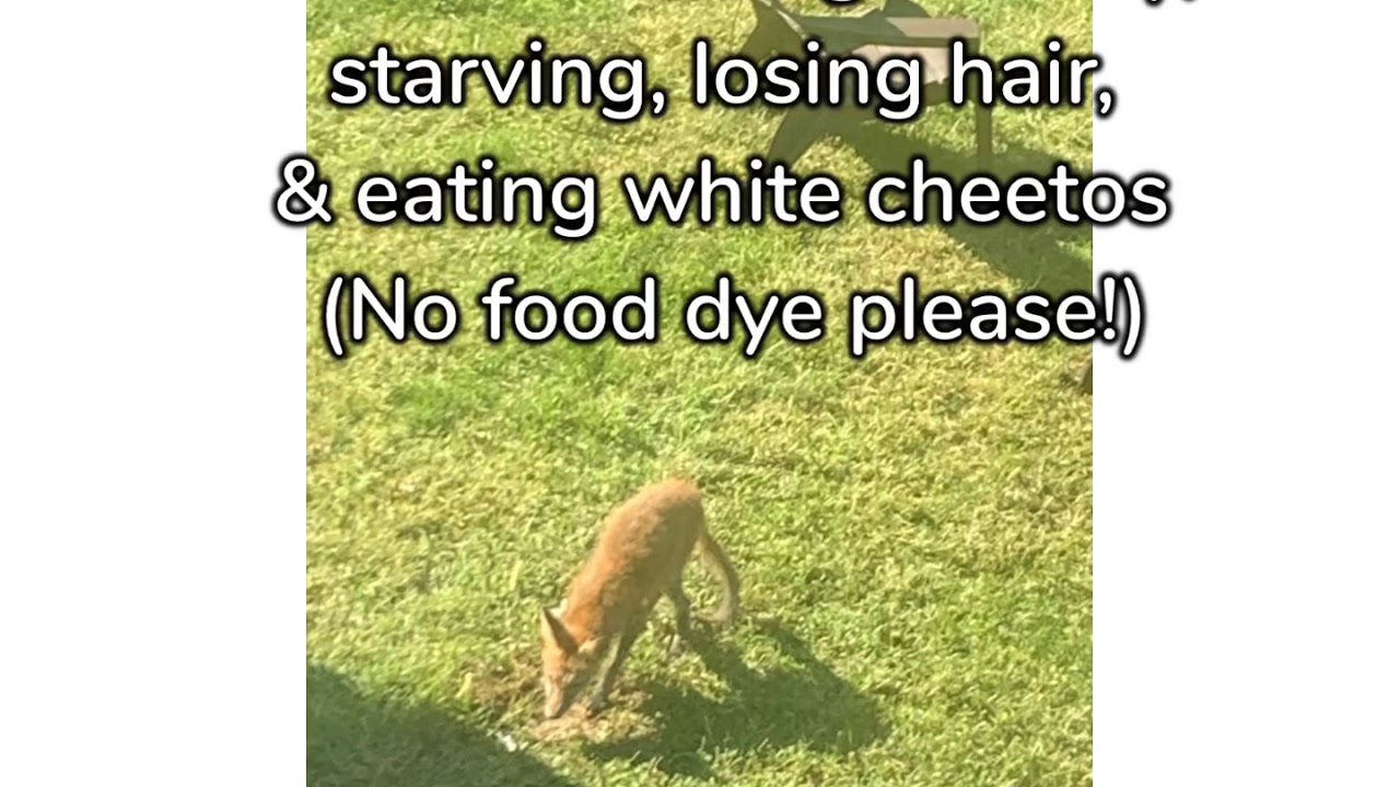 The Story of the Crusty Fox - YouTube